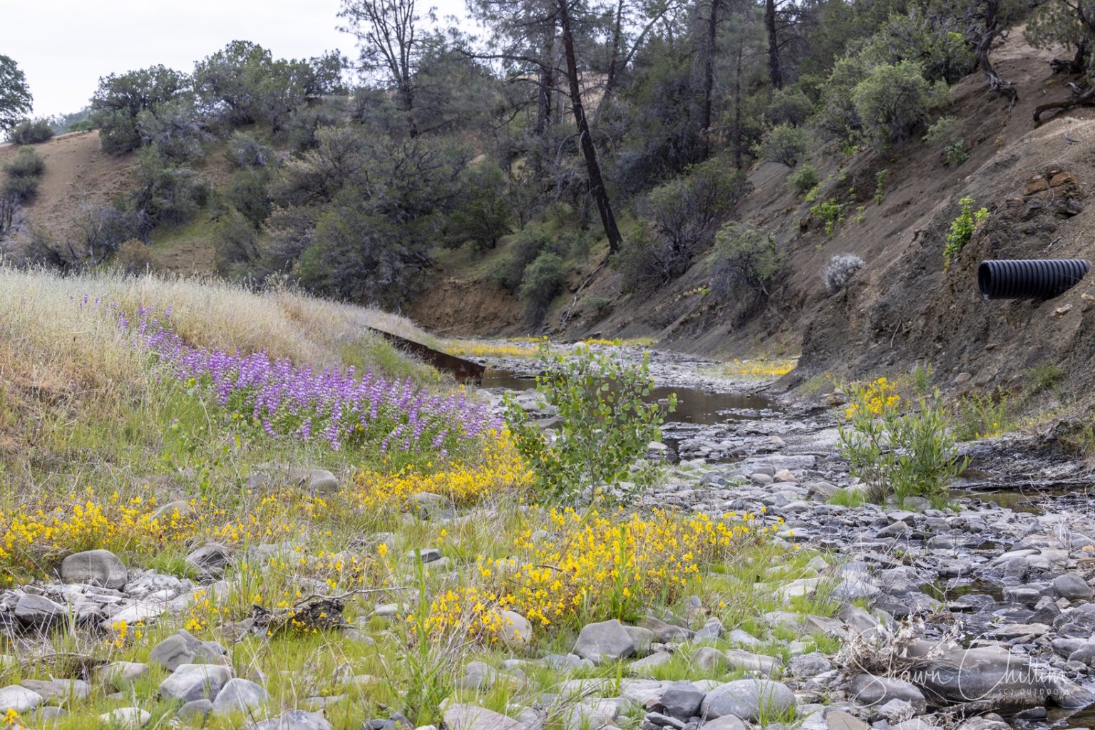 Pictures – Pentacola Ranch